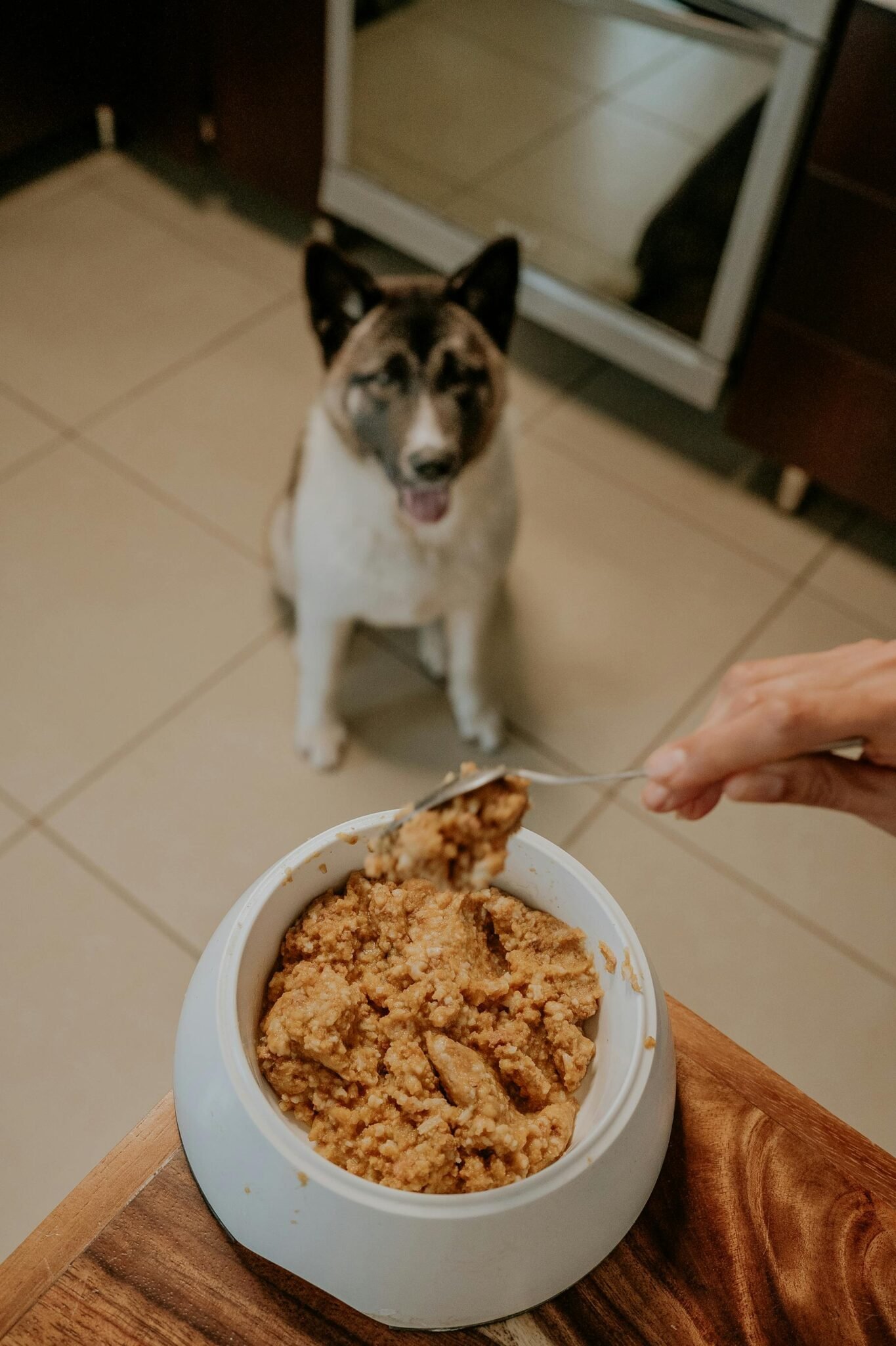 The ChefPaw™ Dog Food Maker. Full Review 2025 – Is It Worth It for ...