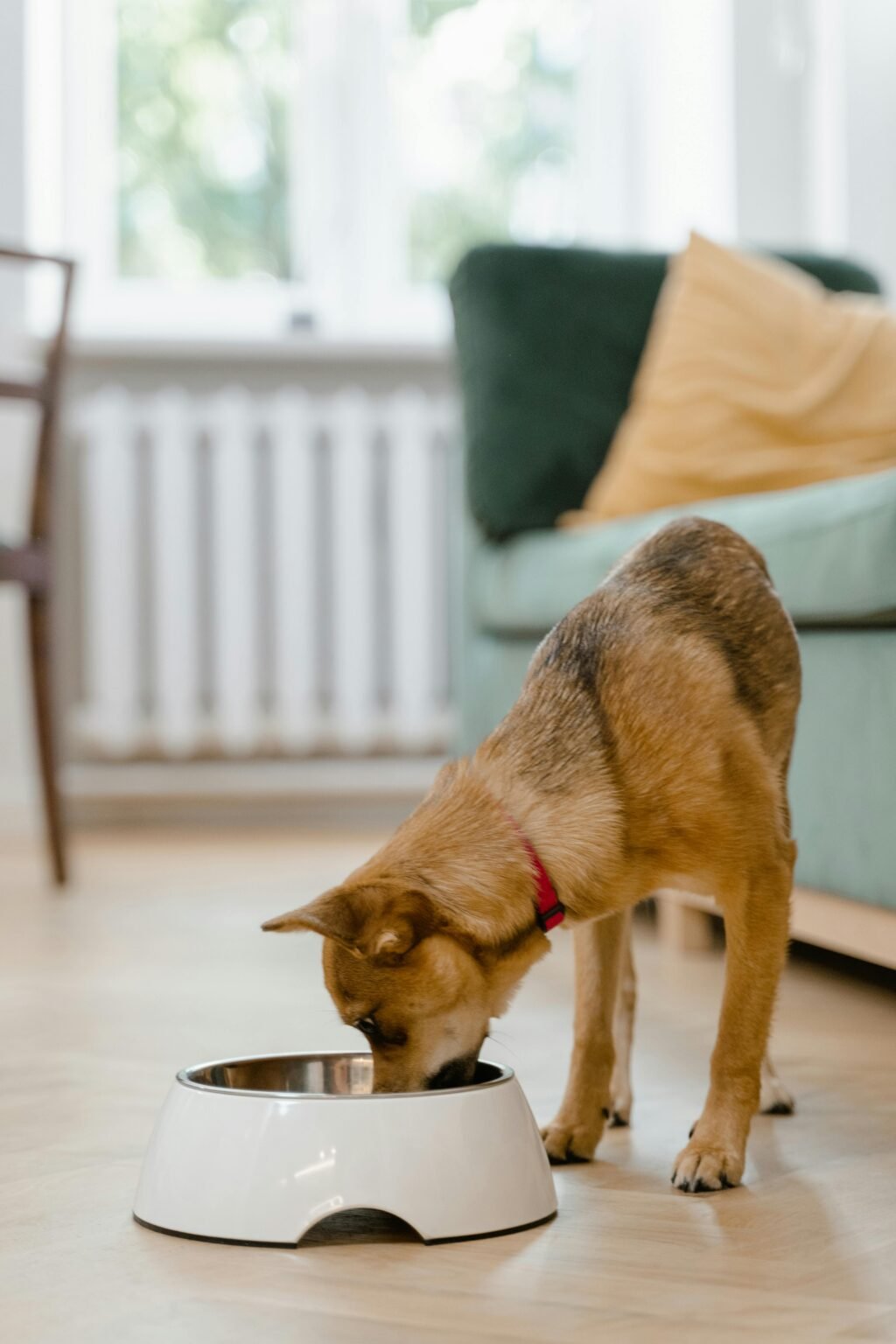 The ChefPaw™ Dog Food Maker. Full Review 2025 – Is It Worth It for ...